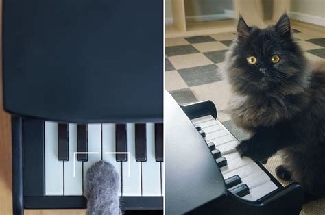 The Pet Piano turns your furry friend into an amateur pianist to ...