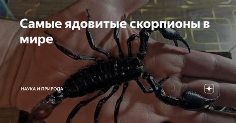 Самые ядовитые скорпионы в мире Наука и природа Дзен