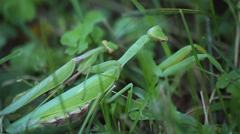 Hierodula Transcaucasica ამიერკავკასიური ხის ჩოქელა თელავი Youtube