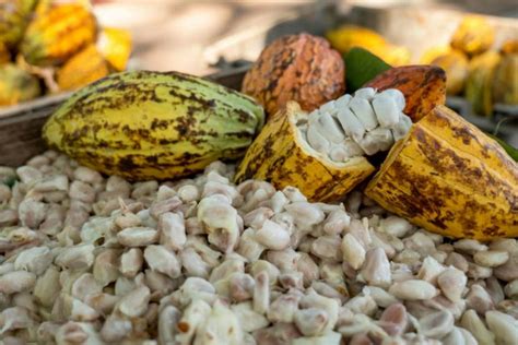 Fermentation Process Of Cocoa Beans 100 Choco