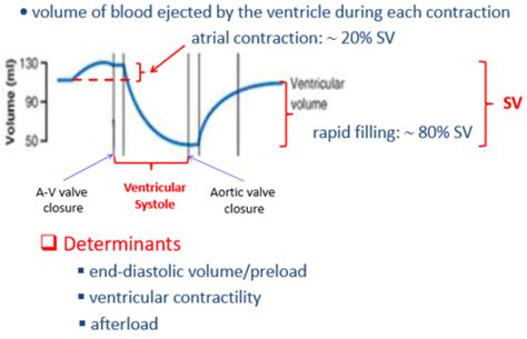 Cardiac Output Flashcards Quizlet