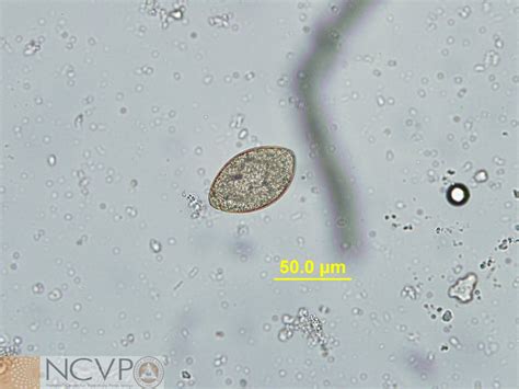 Ncvp National Center For Veterinary Parasitology Cestodes