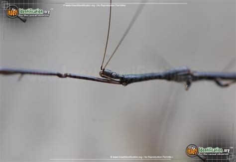Thread Legged Assassin Bug