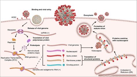 Schematic Of Sars‐cov‐2 Life Cycle Download Scientific Diagram