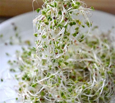 당뇨에 좋은 씨앗주스 만들기 퀴노아 아마란스씨 이용 퀴노아 아마씨 아마란스