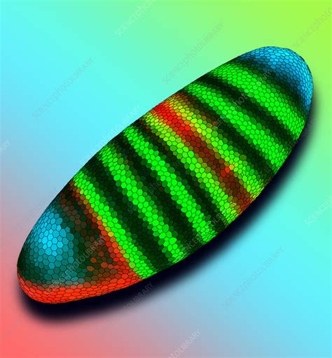 Gene Expression In Drosophila Embryo Stock Image C0363557