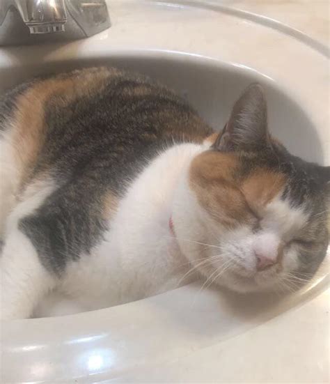 My Tabby Calico Tabico Mix Cat Daisy Sleeping In The Sink R Calicokittys