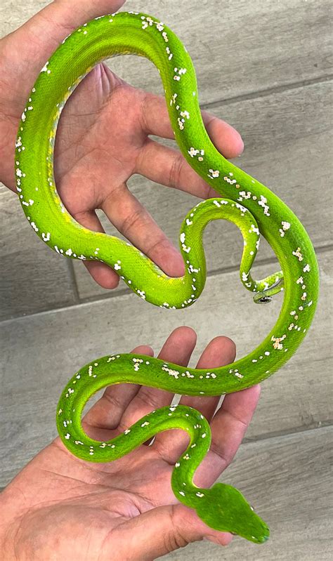 Exceptional High White With Orange Speckling Aru Green Tree Python Mal
