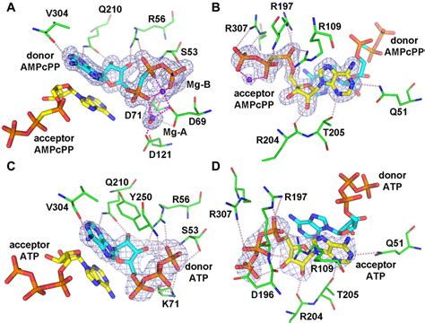Ligand Binding Modes In The Wildtype And Mutant Orthorhombic Crystals