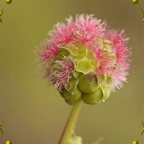Sanguisorba Minor Small Burnet Wildflower Seeds