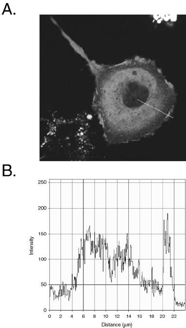 Localization Of Egfp Ptp Pest In Live Cells During Apoptosis Hela299 Download Scientific