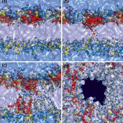 Four Snapshots Of A Molecular Dynamics Simulation A A Lateral View