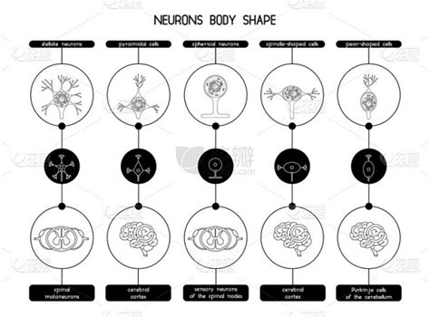 神经元细胞体形状