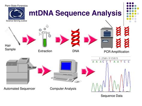 Ppt Establishing An Mtdna Forensic Laboratory 11 August 2006