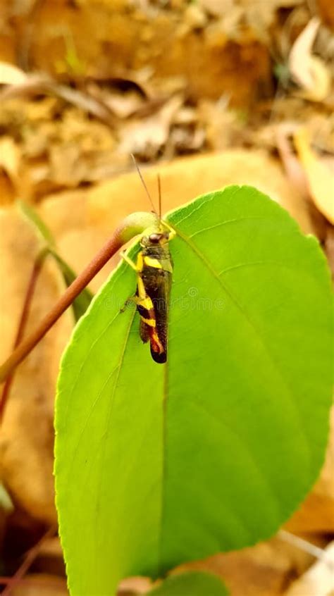A Grasshopper Insect With A Very Beautiful Pattern Stock Image Image Of Insect Pattern 289352503