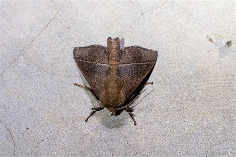 Thosea Sinensis From Suan Phueng Suan Phueng District Ratchaburi 70180 Thailand On August 5