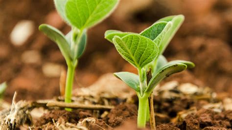 Soybean Irrigation Soybean Research And Information Network Srin