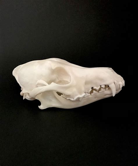 Coyote Skull Artofit