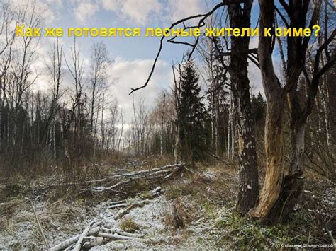 Как звери готовятся к зиме презентация онлайн
