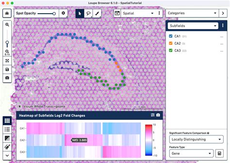Explore Clusters In A Spatial Context Software Spatial Gene Expression Official 10x Genomics