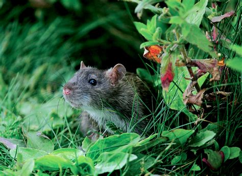 The Gray Gallery Nature Through The Lens Brown Rat Rattus Norvegicus