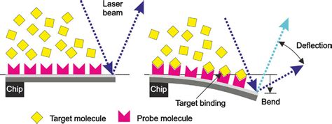 Operation Principle Of A Microcantilever Based Sensor Download Scientific Diagram