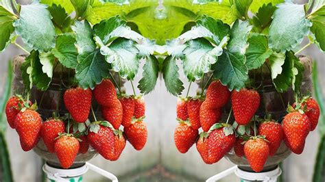 Turn Plastic Bottles Into A Vertical Strawberry Garden Grows Super