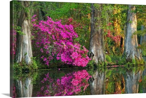Cypress Swamp And Azalea Great Big Canvas