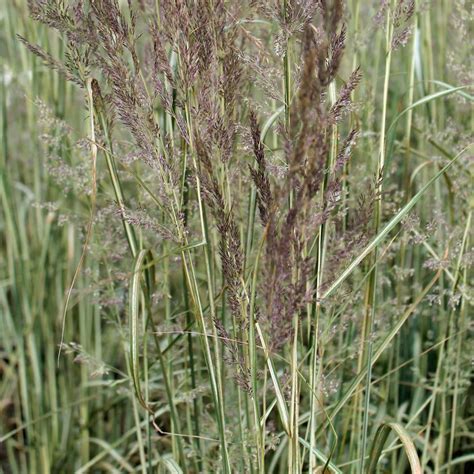 Calamagrostis Acutiflora Avalanche Variegated Feather Reed Grass From