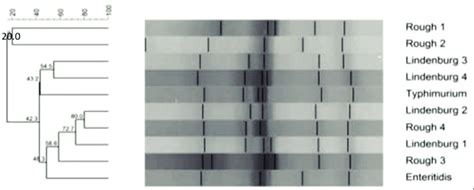 dendrogram of random amplified polymorphic dna polymerase chain