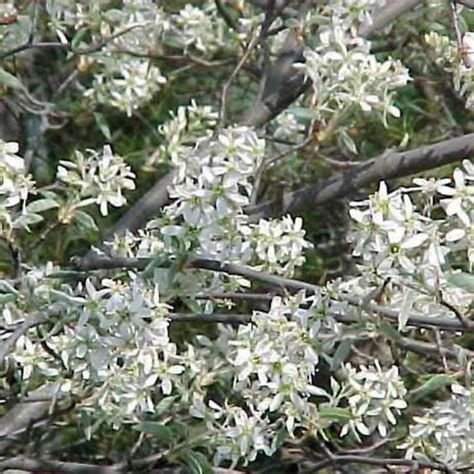 Amelanchier Autumn Brilliance Serviceberry Tidewater Trees