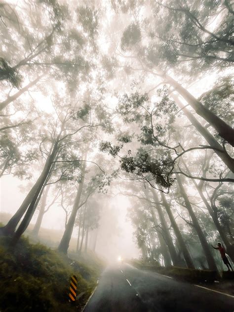 양쪽에 나무가있는 안개가 자욱한 길 사진 Unsplash의 무료 자연 이미지