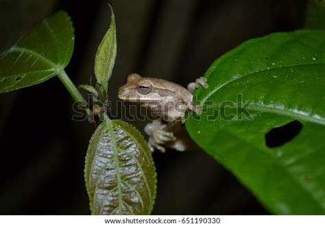 2 Imagens Fotos Stock Objetos 3d E Vetores De Common Tink Frog