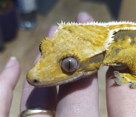 Crested Gecko Morph Trait Guide Crested Geckos Morphmarket