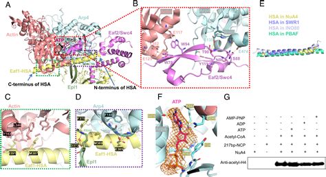 Structure Of The Nua4 Histone Acetyltransferase Complex Pnas