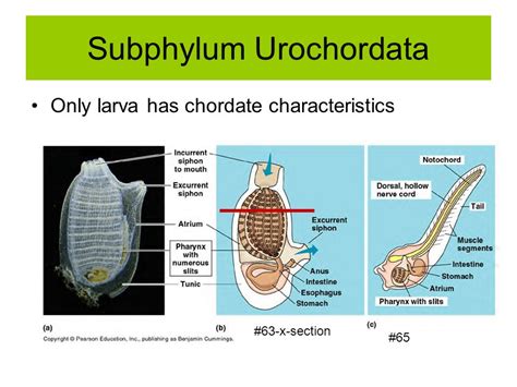Subphylum Urochordata