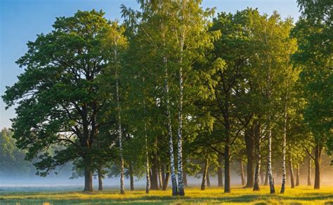 How To Check If Your Tree Has A Tree Preservation Order A Complete Guide Above All Tree Care