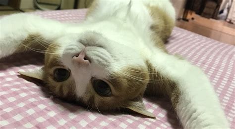 【ベストショット】面白いポーズの猫ちゃんたち 2019年12月号 ねとらぼ