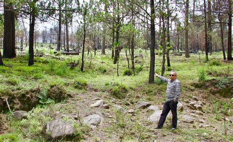 Tala Clandestina Acaba Con últimos Bosques De La Cdmx La Opinión