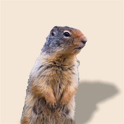 Gophers Control Facts Identification And How To Remove