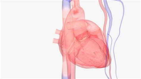 Premium Photo Heart And Arterial System