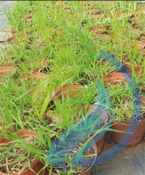 Grasses Russian Grass Seed Was Sold For 9900 On 27 Aug At 0616 By