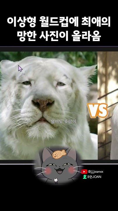 쌉t오타쿠가 최애의 망한 사진을 대하는 자세 이상형월드컵 Youtube