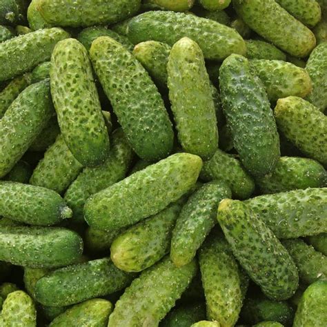 Le Cornichon En Arabe At Finn Bosanquet Blog