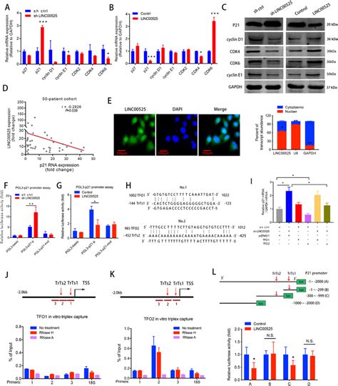 Linc00525 Forms A Triplex With The P21 Promoter To Inhibits P21 Gene