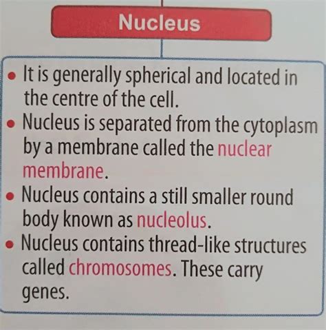 Write Short Note On Nucleus Of Cell At Maddison Joyce Blog