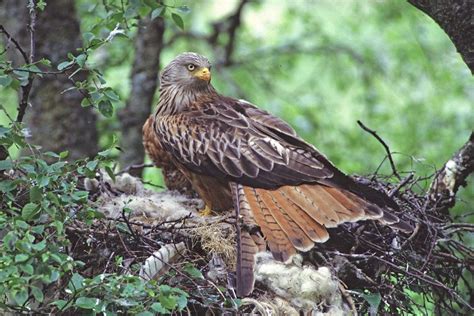 What Is Catnip New Scientist