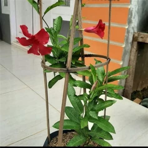 Jual Tanaman Hias Kanopi Mandevila Bunga Merah Tanaman Rambat