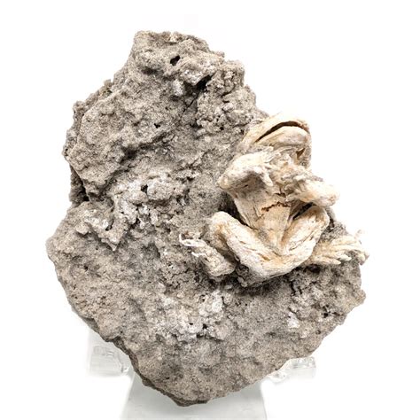 Toad Fossil Anaxyrus Trona Pseudomorph The Fossil Cartel