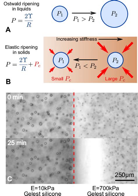 Ostwald Ripening In Liquids And Elastic Ripening In Polymer Networks